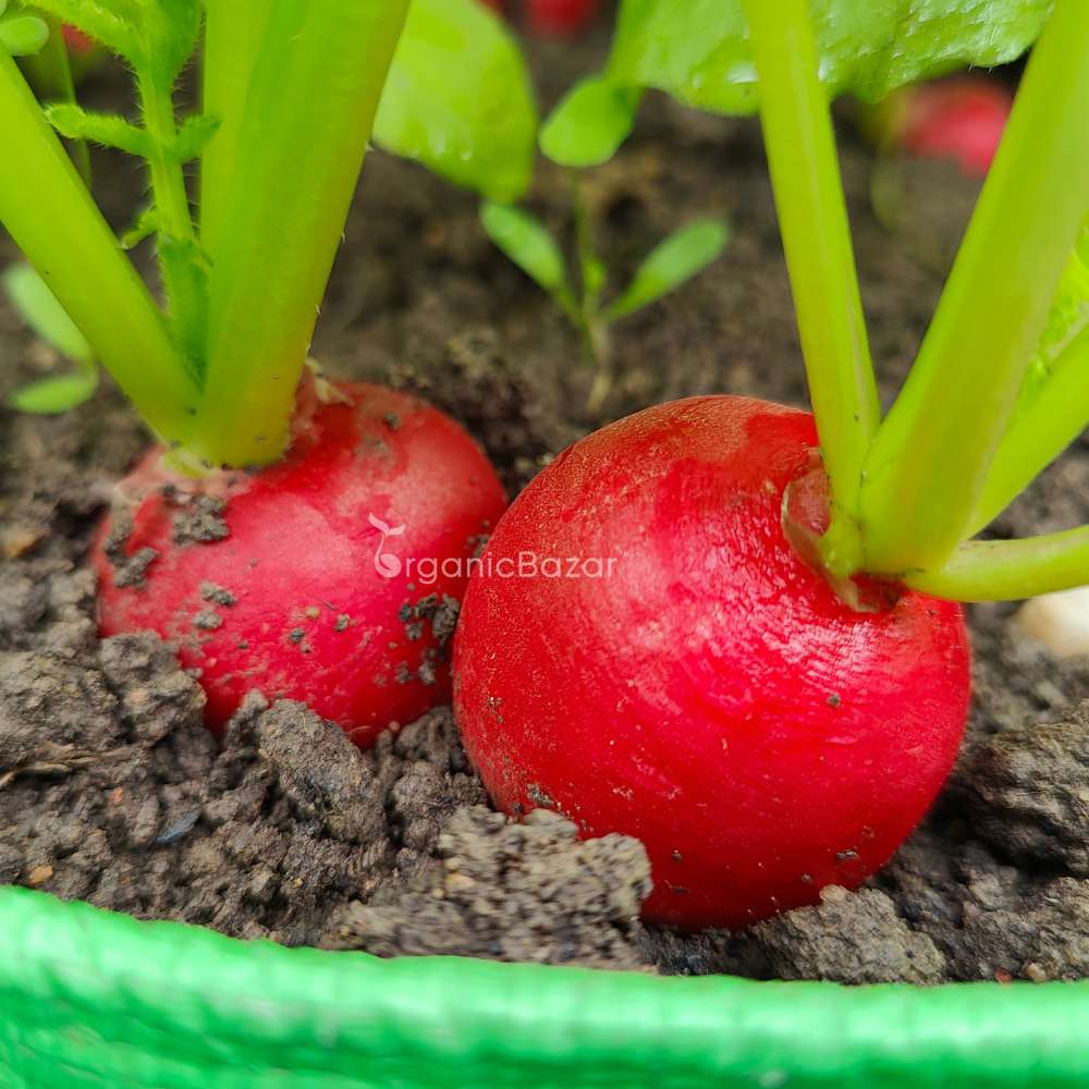 Red Round Radish Seeds - 200 Seeds (Gol Mooli/लाल गोल मूली के बीज)