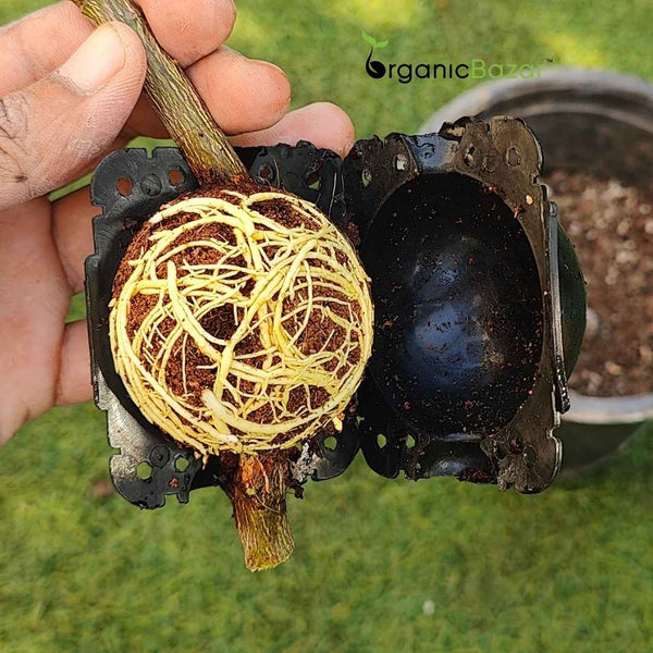 Rooting Ball Tools for Plant Propagation (Set of 5) – Organicbazar