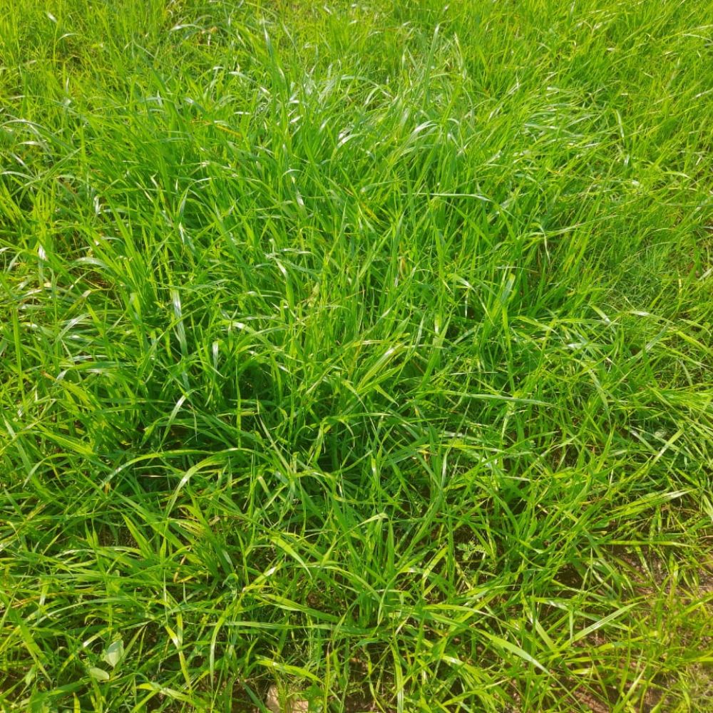 Buy Best Quality Selection No. 1 Grass Seeds for Carpet Home Garden ...