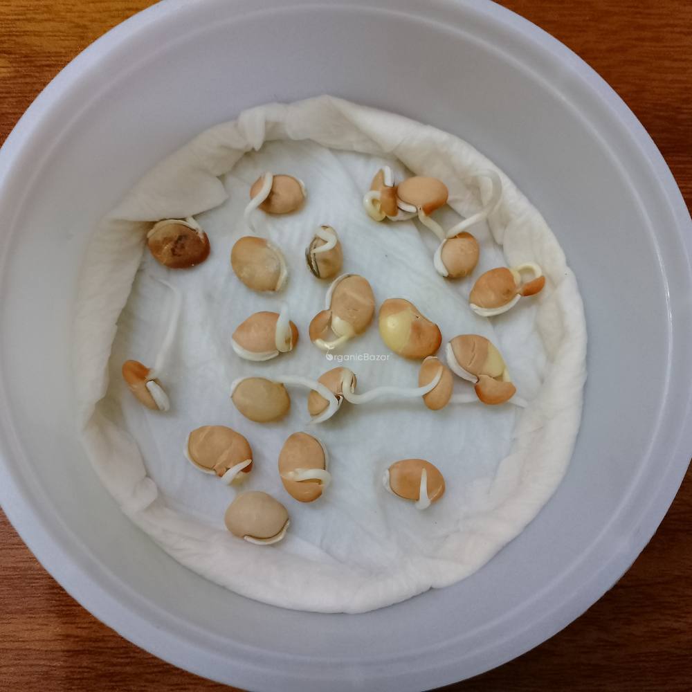 Buy Best Quality Sem Phali or lima bean (Barahmasi) Seeds Online ...