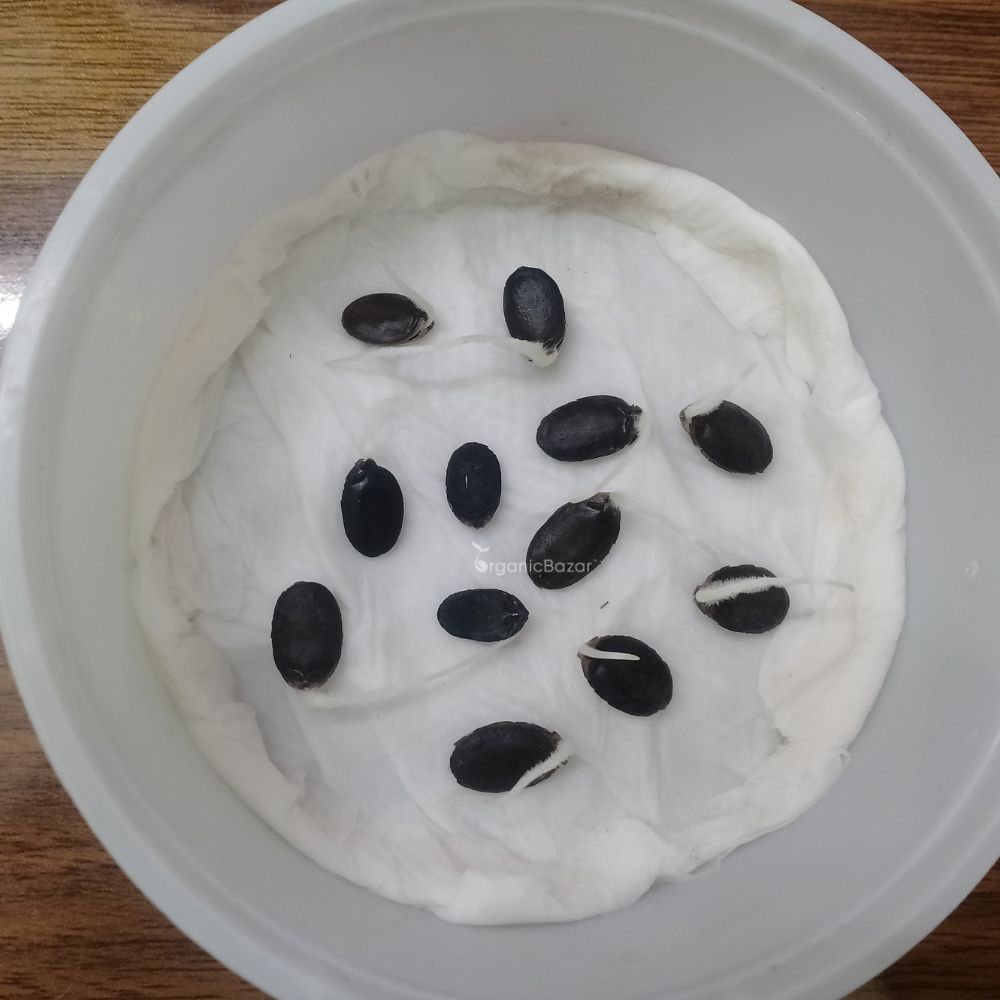 Sponge Gourd (luffa or gilki) Seeds - 12 Seeds (गिलकी के बीज)