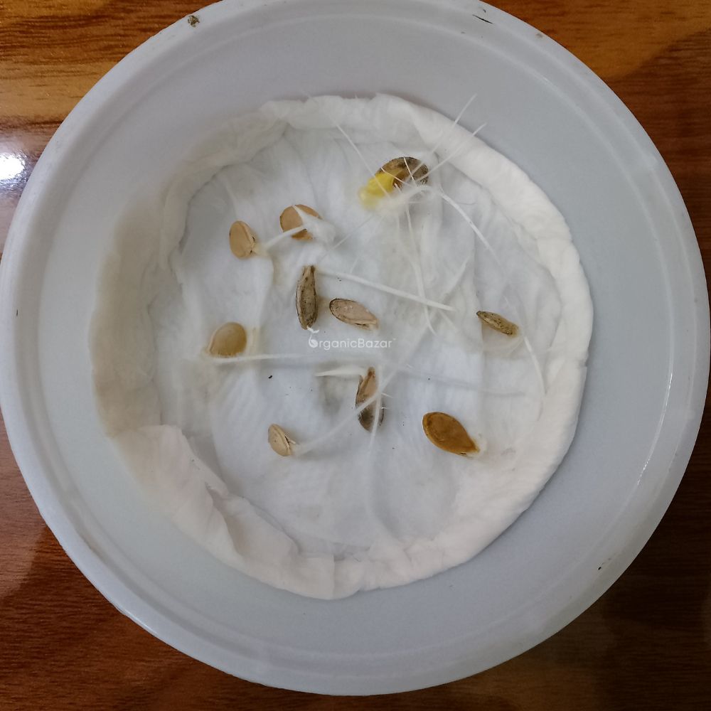 Buy Best Quality Squash Patty Pan Seeds