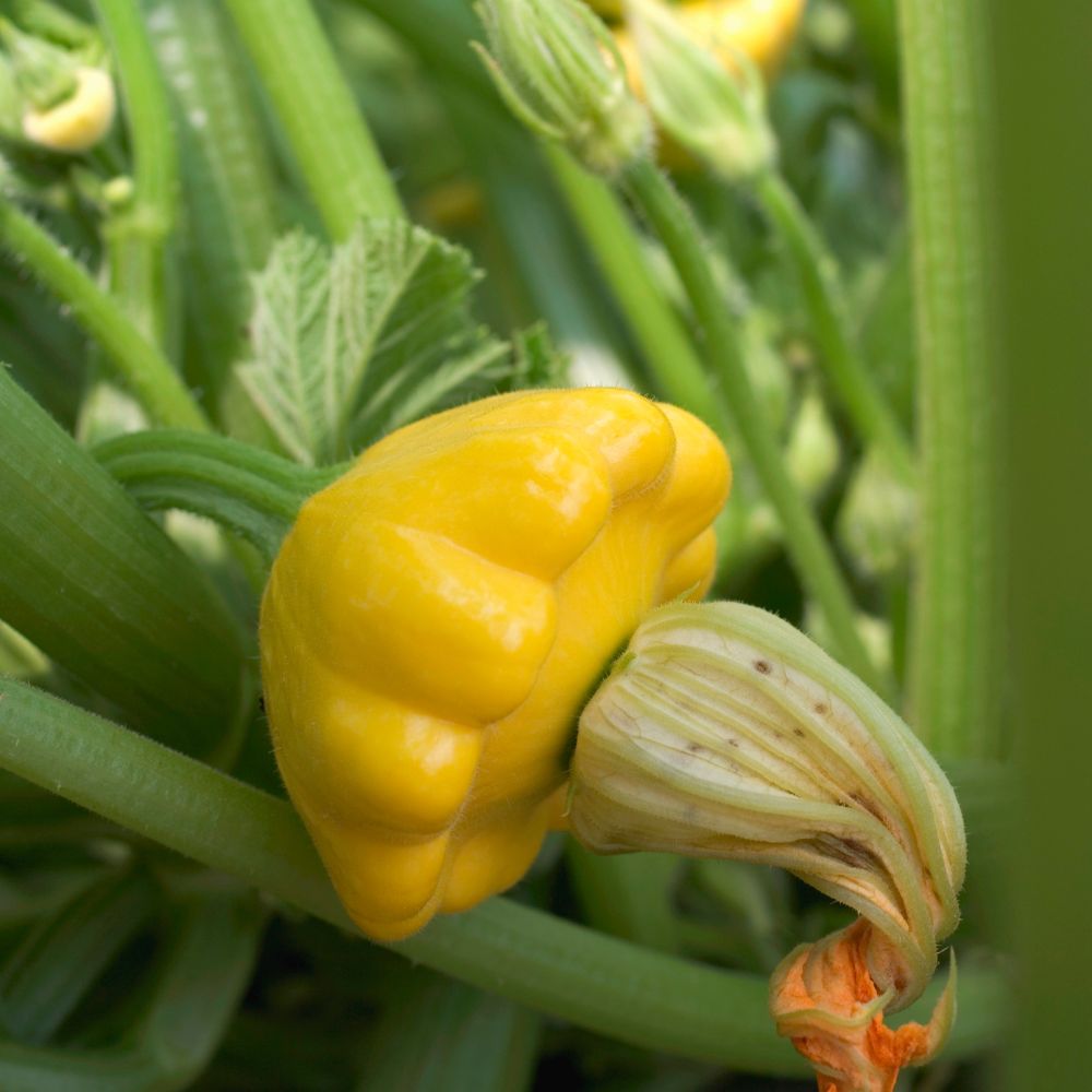 Buy Best Quality Squash Patty Pan Seeds