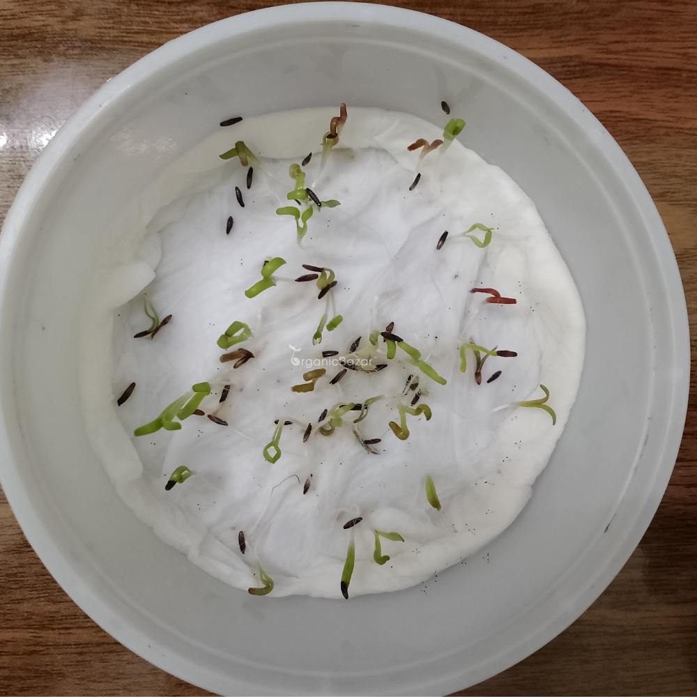 Buy Best Quality Static Pacific Mix Flower seeds