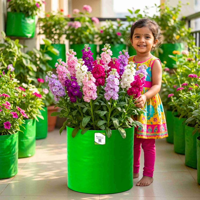 Buy Best Quality Stocks Mixed Color Flower Seeds Online - Organicbazar