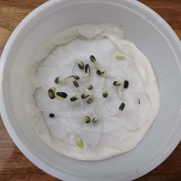 Buy Sunflower Teddy Bear Seeds Online : Organicbazar