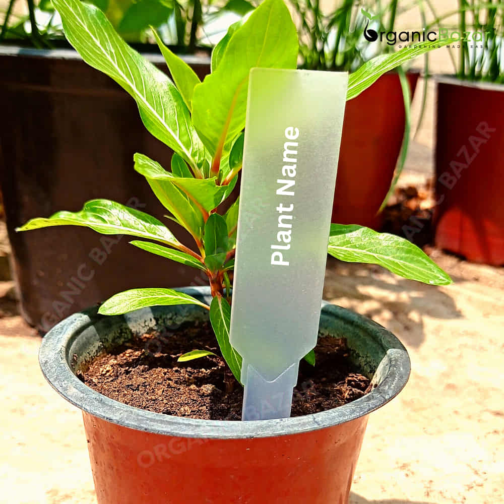 Transparent Arrow shape Plant Tag for Gardening - OrganicBazar