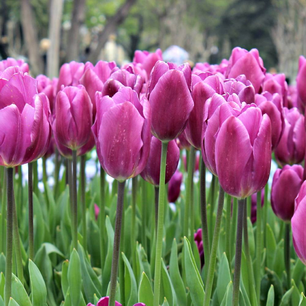 Buy Best Quality Tulip Purple Prince Flower Bulbs Online - Organicbazar