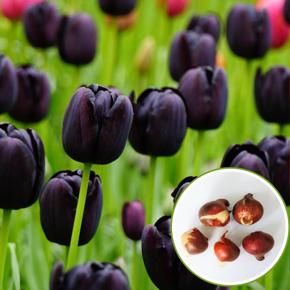 Buy Best Quality Tulip Black Jack Flower Bulbs Online - Organicbazar