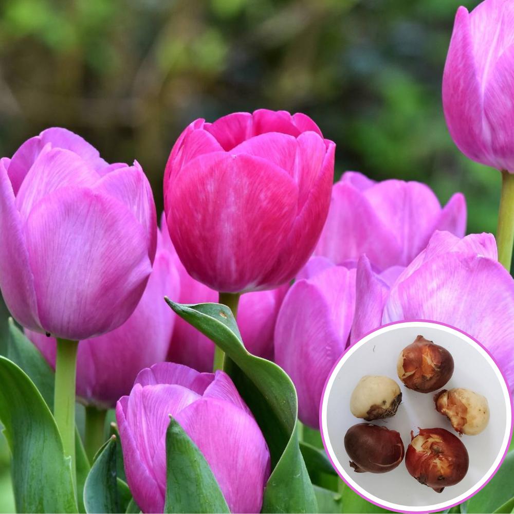 Buy Best Quality Tulip Purple Prince Flower Bulbs Online - Organicbazar