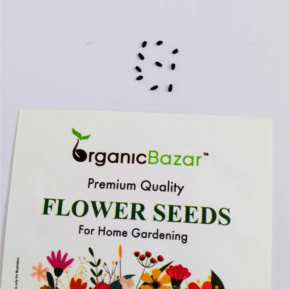 Buy best Quality Vinca Tattoo Blueberry Seeds Online - Organicbazar