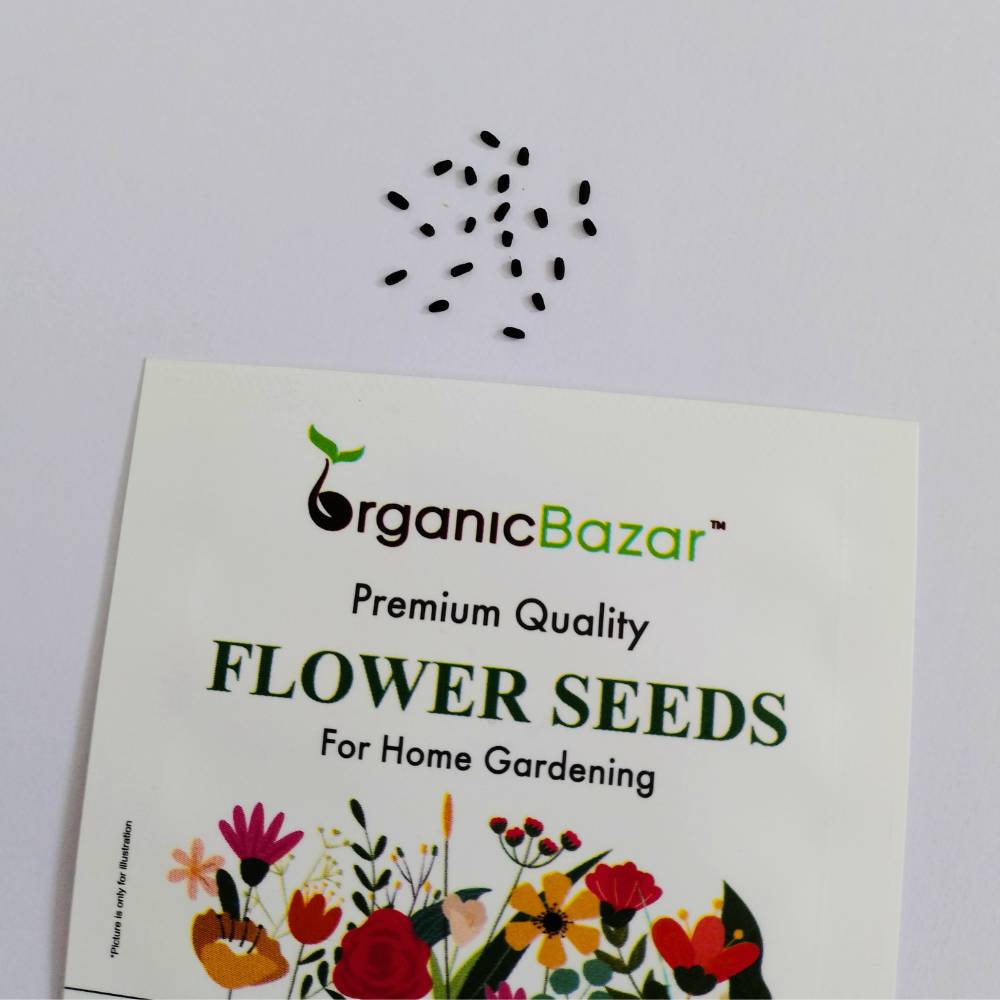Vinca Black Hybrid Seeds 20 Seeds Black Periwinkle Sadabaharसदाबह