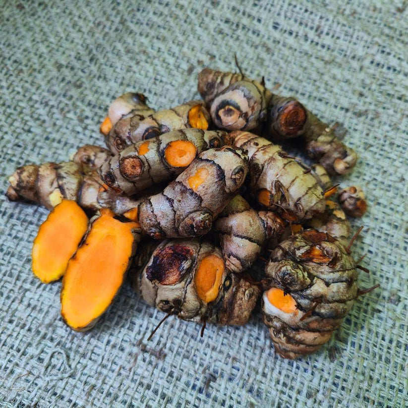 Yellow Turmeric Seeds (Haldi Roots) for Planting (400g)