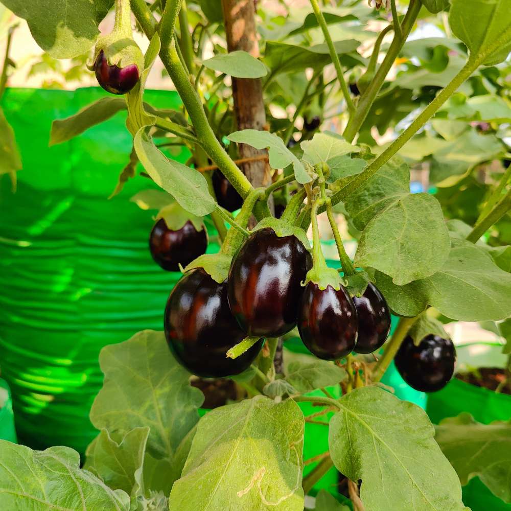 Brinjal F1 Chu Chu Hybrid Seeds - (50 Seeds) High Germination/ High Yi