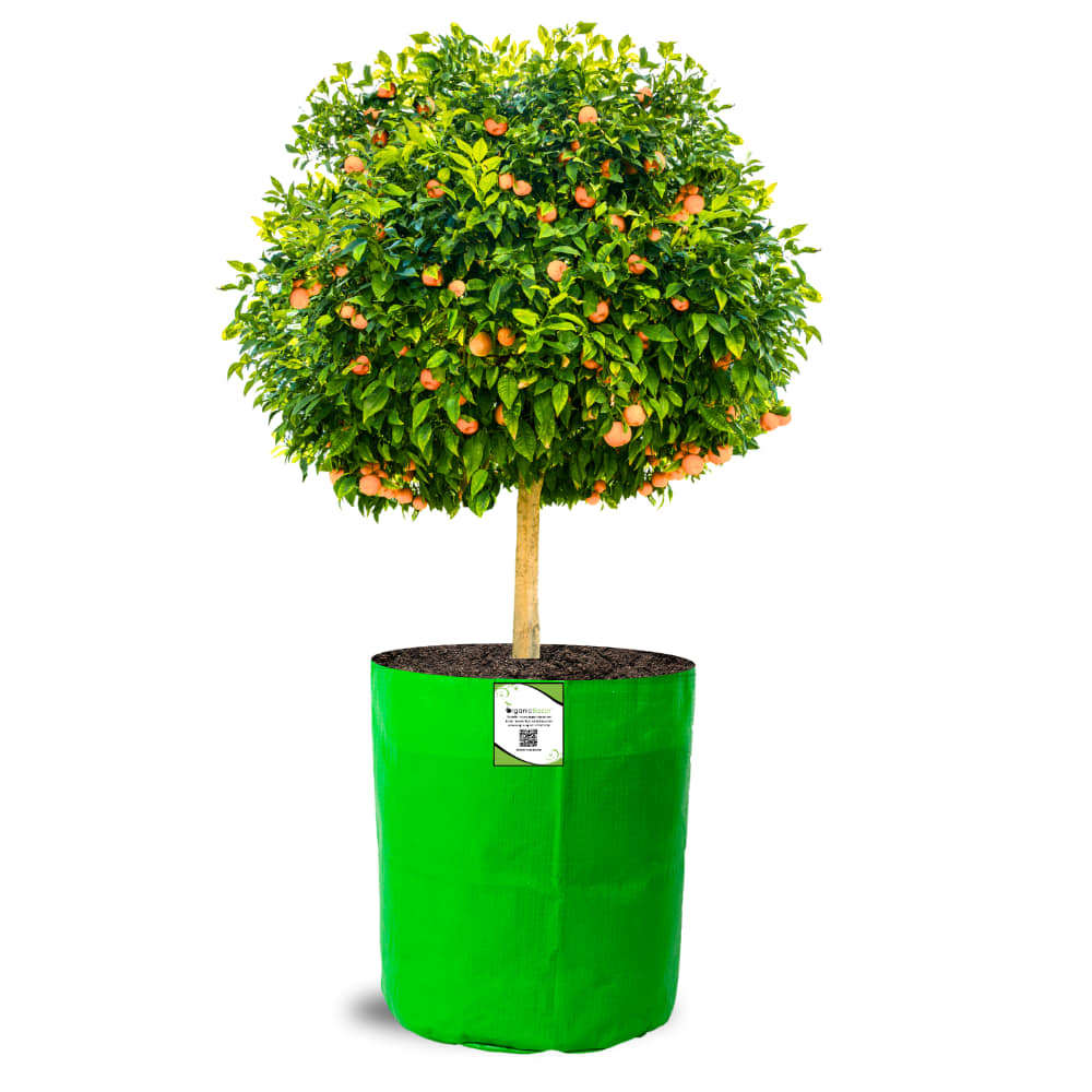 OrganicBazar 18X24 Tree Grow Bag for Home Gardening, Premium HDPE 260