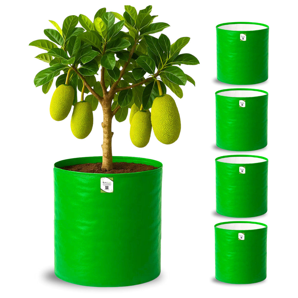 OrganicBazar 24X36 Very Large Grow Bag for Fruit Tree, Premium HDPE 26