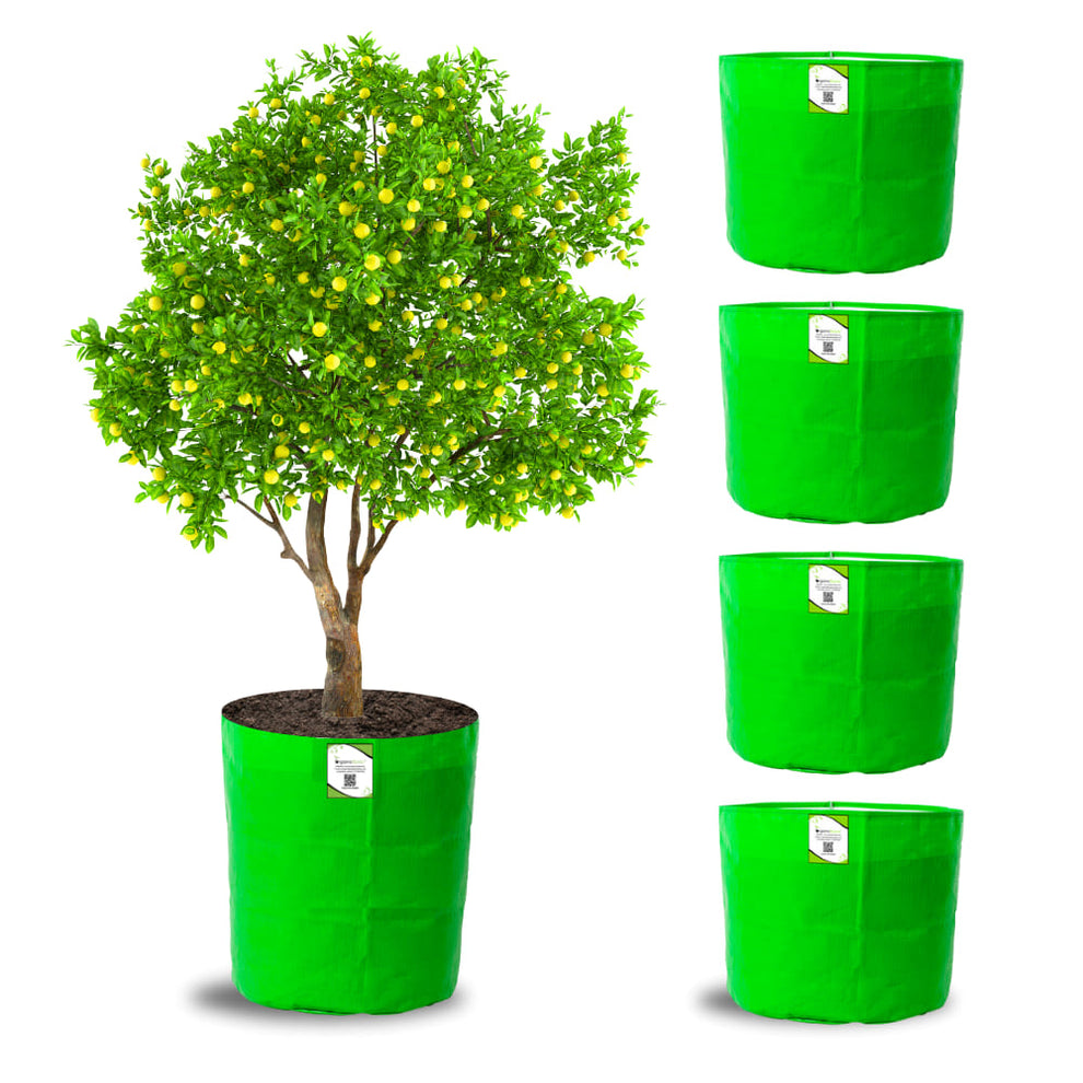 OrganicBazar 24X36 Very Large Grow Bag for Fruit Tree, Premium HDPE 26