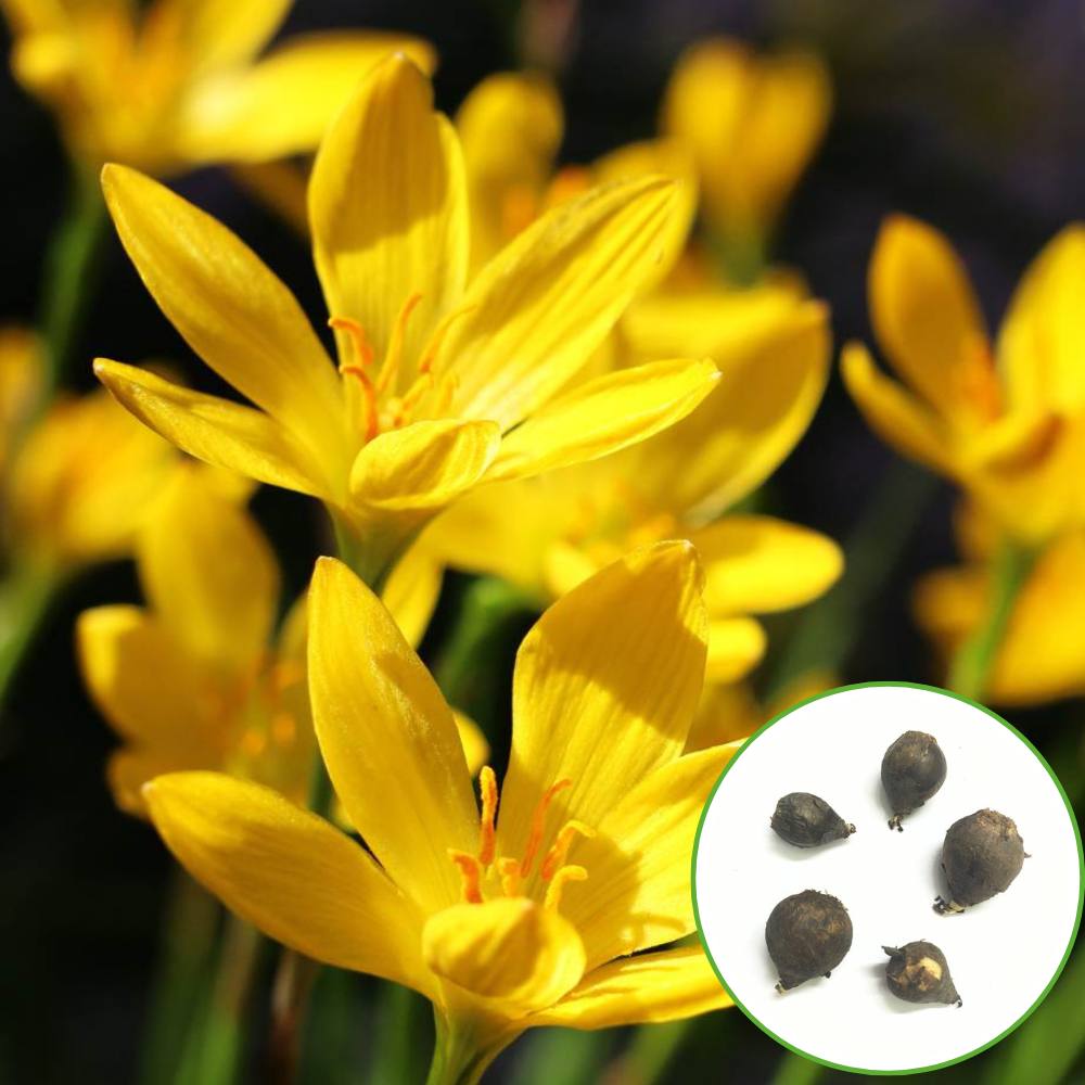 Buy Best Quality Rain Lily Yellow Flower Bulbs Online - Organic Bazar