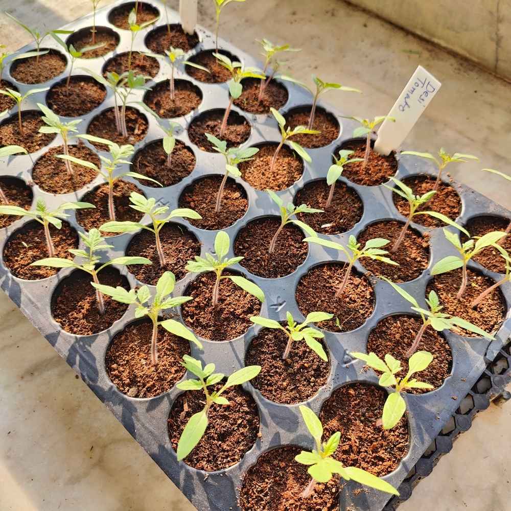 Reusable Seedling Tray (40 Holes, Pack of 5, Black)