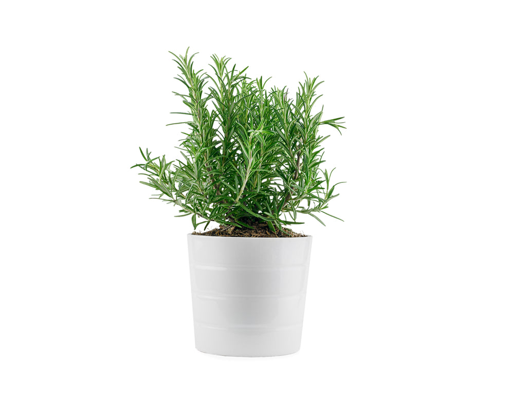 Top 10 drought tolerant plants in India for pots! - Organicbazar Blog