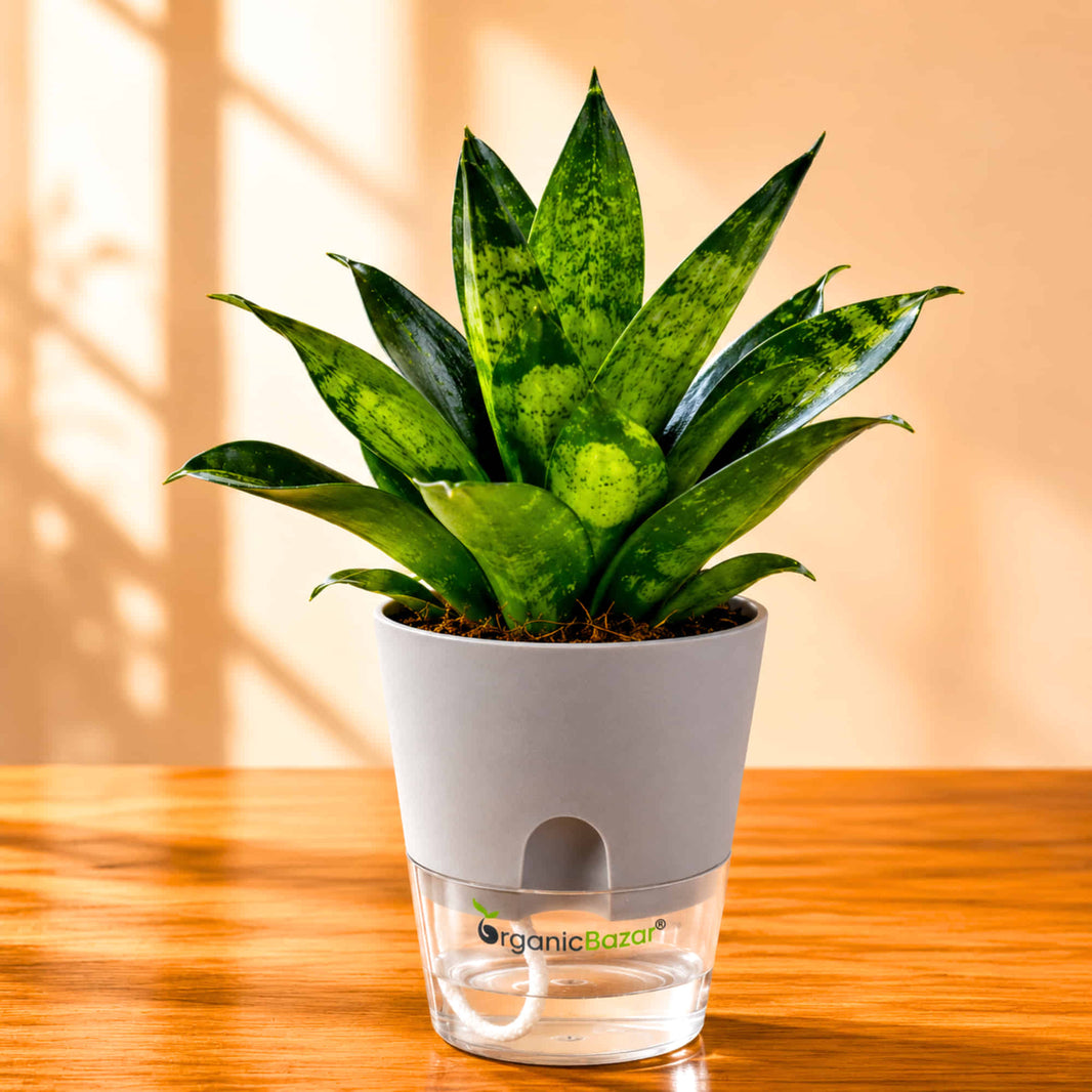 Live Plants – Organicbazar