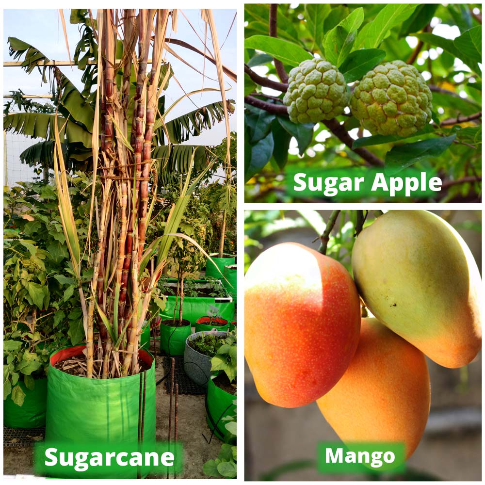 OrganicBazar 24X36 Very Large Grow Bag for Fruit Tree, Premium HDPE 26