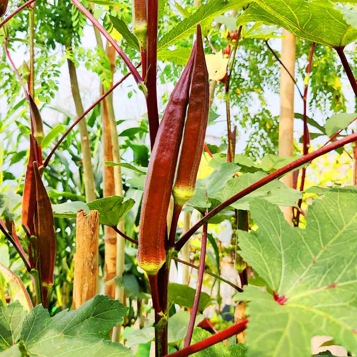 Red Okra (lal bhindi) Seeds Hybrid - 30 Seeds (लाल भिंडी के बीज) Easy