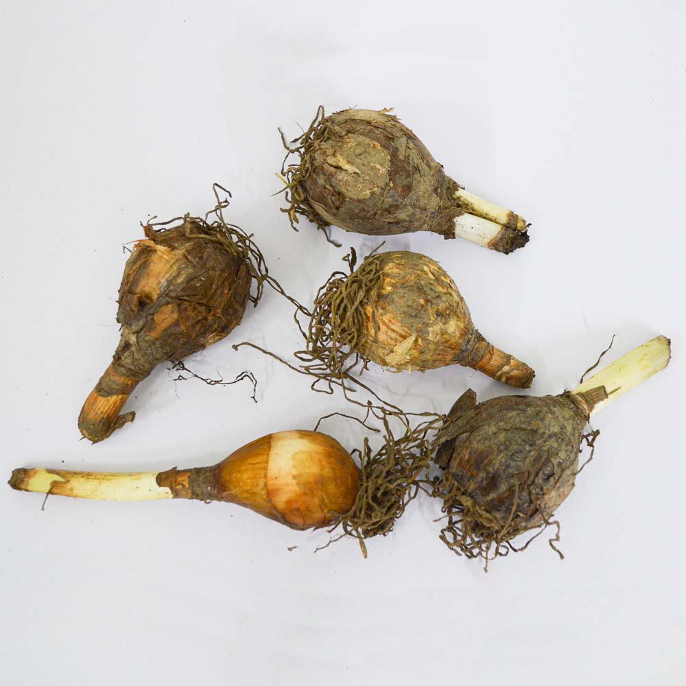 Buy Nargis Mixed Color Flower Bulbs Online - OrganicBazar