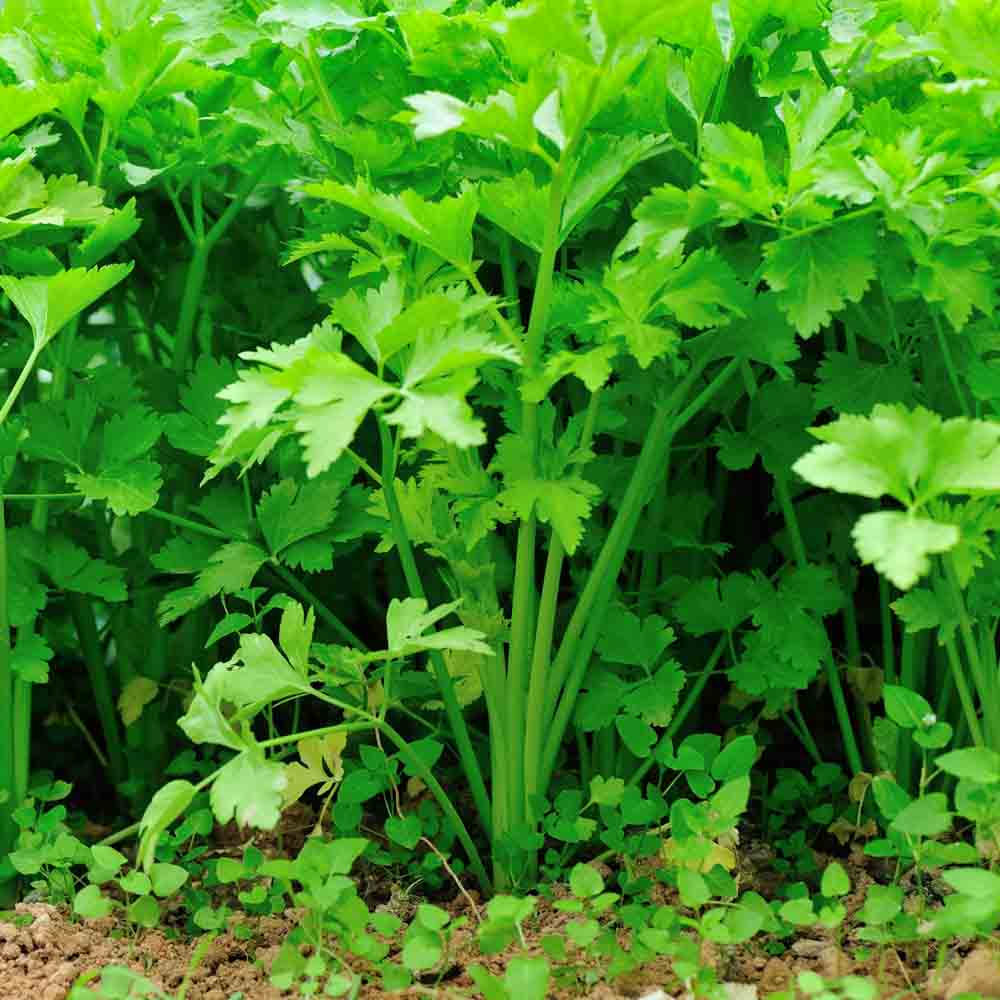 Buy Best Quality Celery Seeds Online - Organicbazar