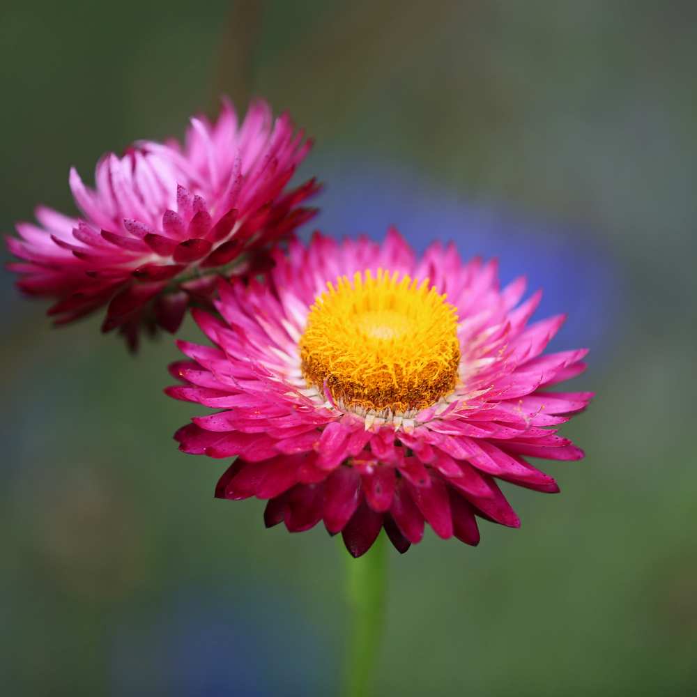Buy Best Quality Acroclinium Red Flower Seeds Online - Organicbazar