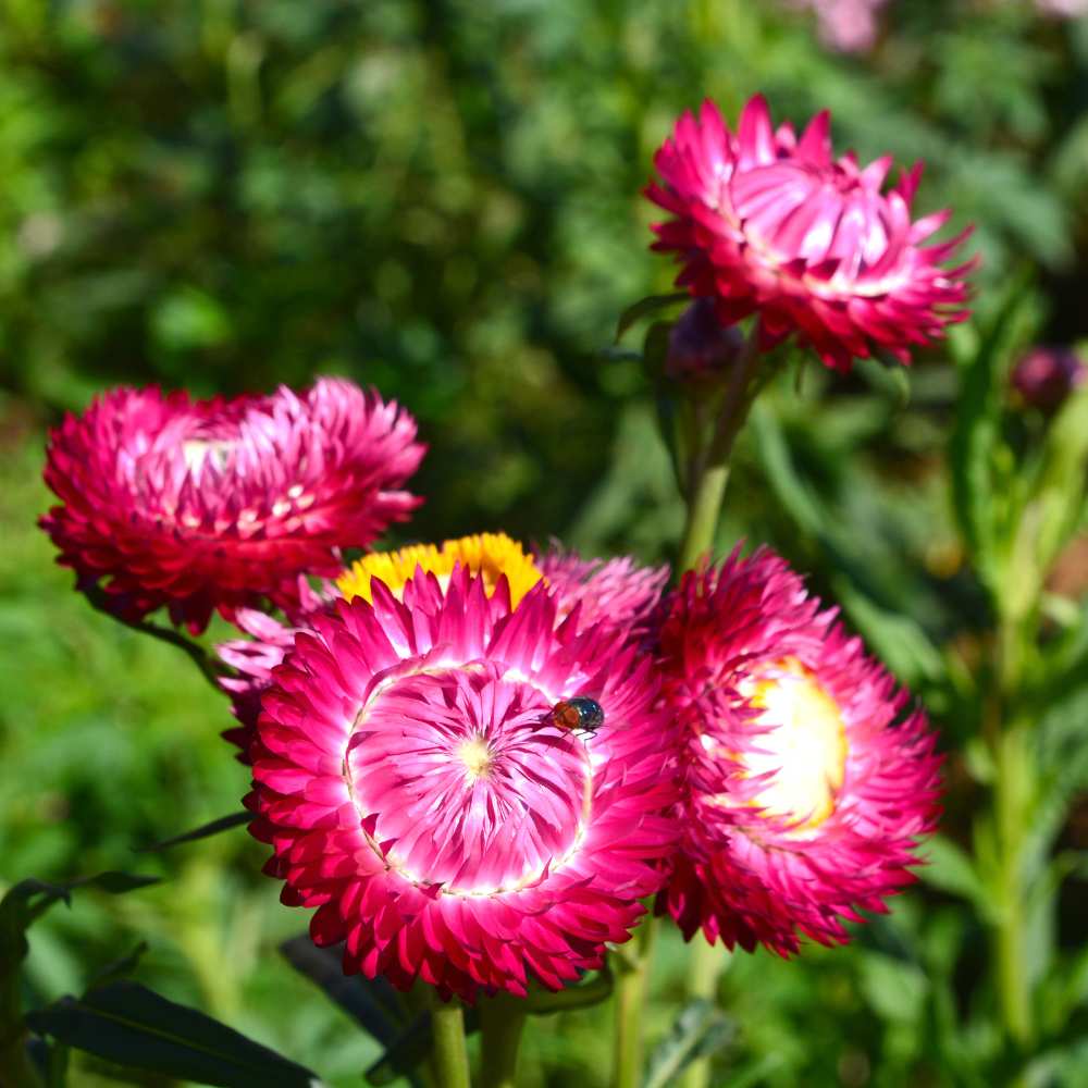 Buy Best Quality Acroclinium Red Flower Seeds Online - Organicbazar
