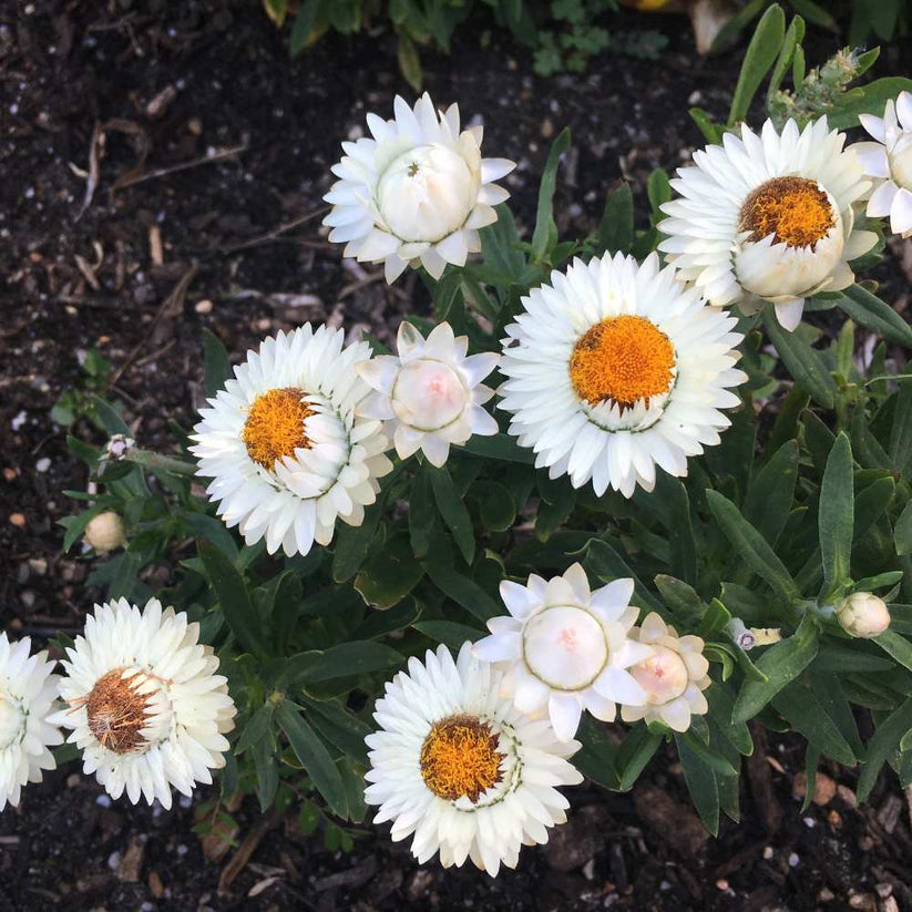 Buy Best Quality Acroclinium White Flower Seeds Online -Organic Bazar