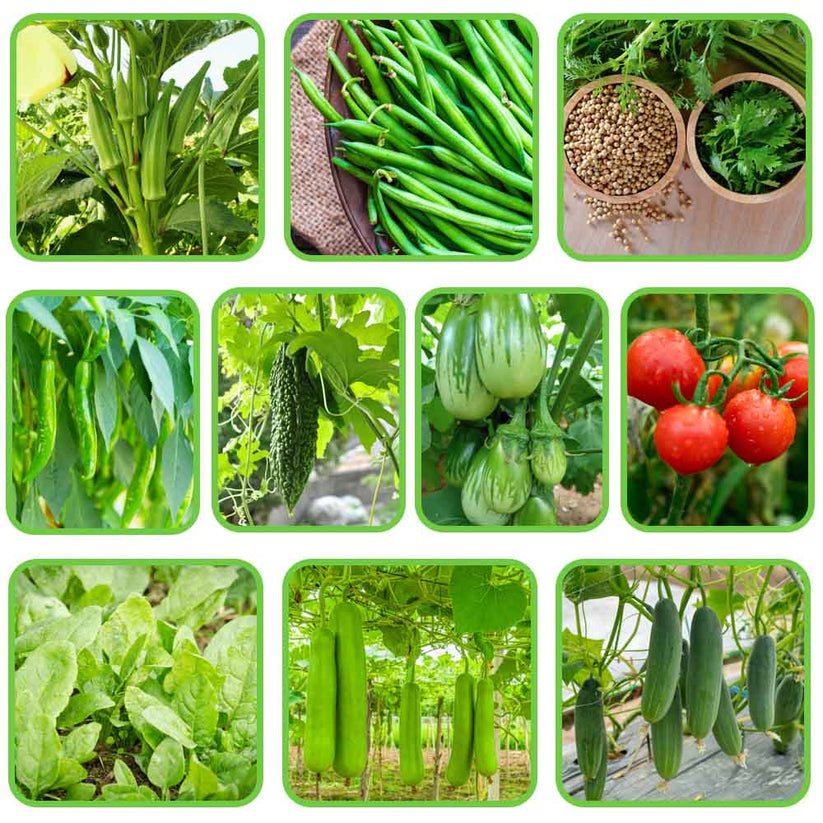 Buy All Time Vegetable Seeds Kit for Kitchen Garden or Terrace ...