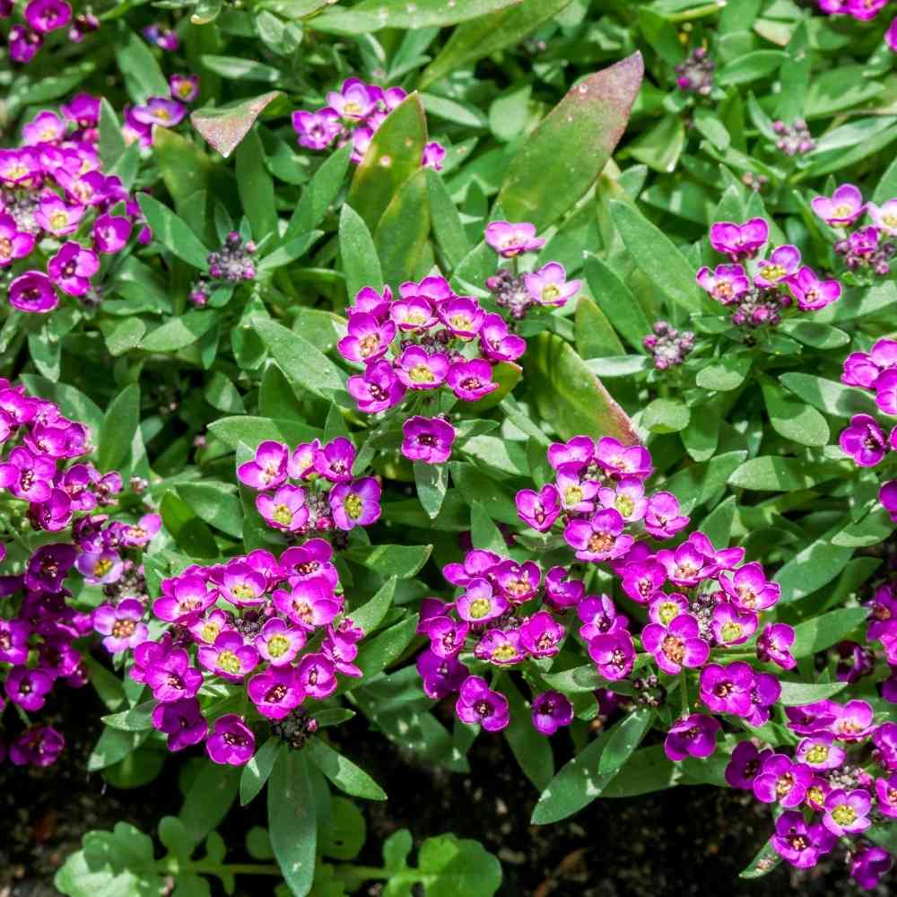 Buy Best Quality Alyssum Rose-O-Day Rose Flower Seeds Online - Organicbazar