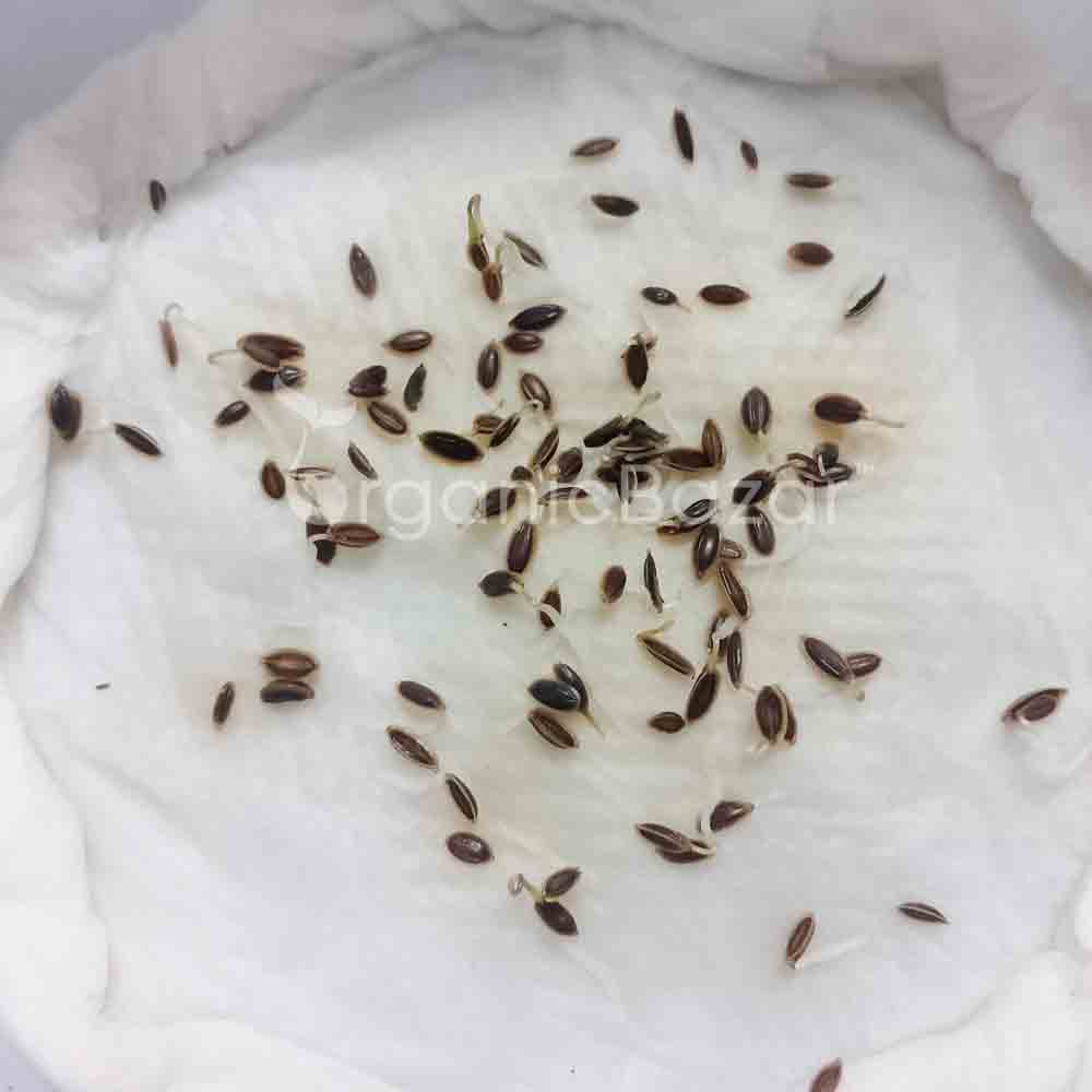 Anith Imported seeds