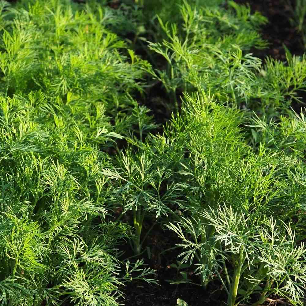 Anith Imported seeds