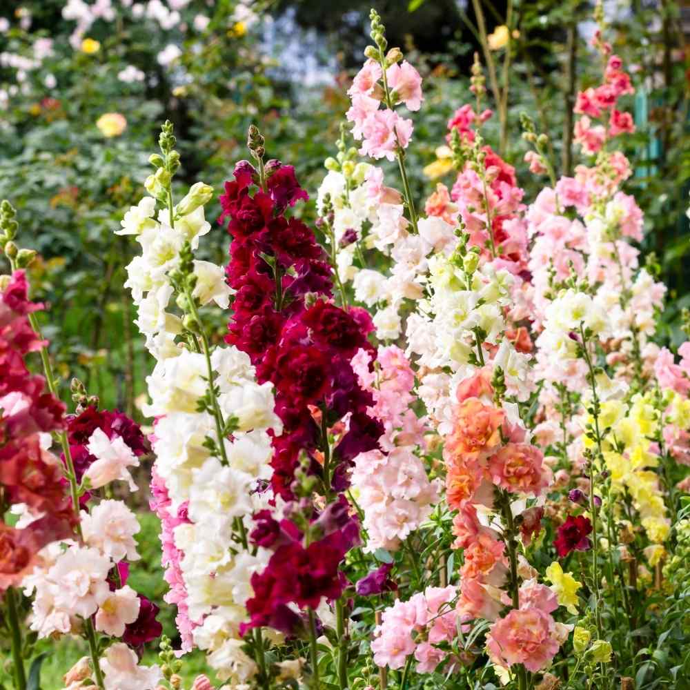 Buy Best Quality Antirihinum Tom Thumb Dwarf Mix Seeds