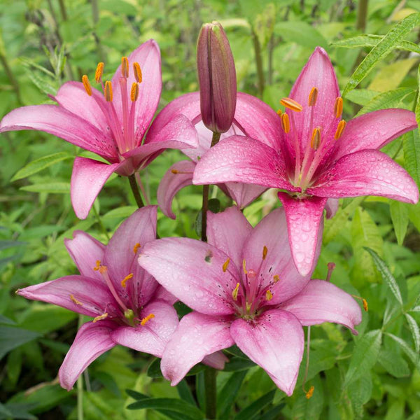 Buy Best Quality Asiatic Lily Pink Flower Bulbs Online - Organic Bazar