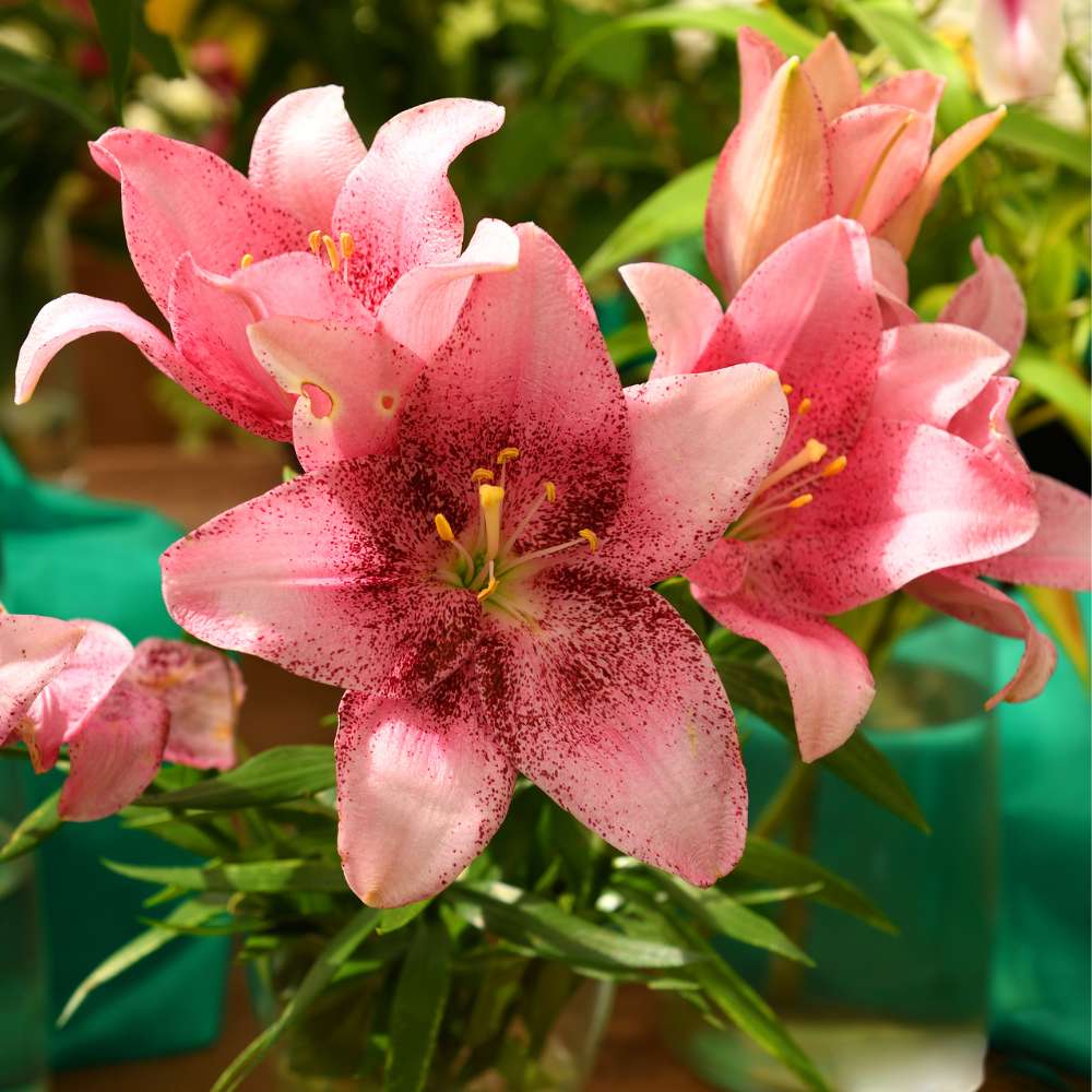 Buy Best Quality Asiatic Lily Pink Flower Bulbs Online - Organic Bazar