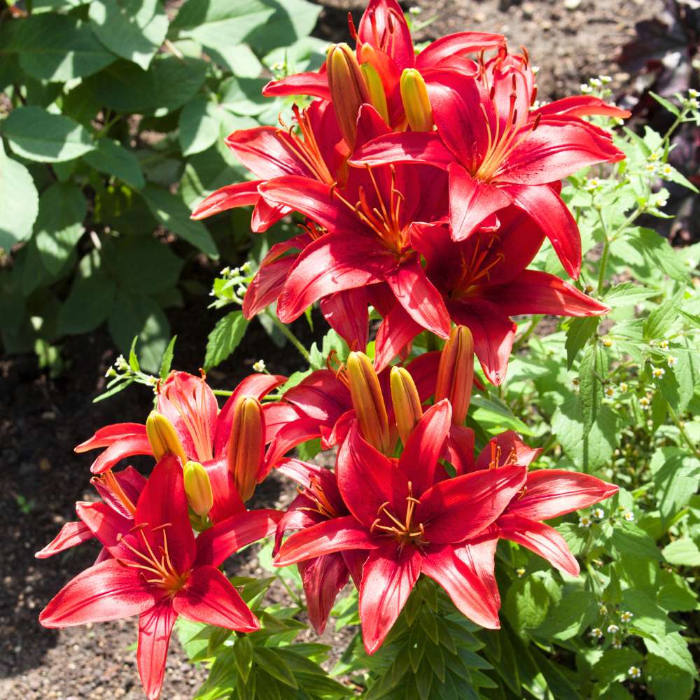 Buy Best Quality Asiatic Lily Red Flower Bulbs - Organic Bazar ...