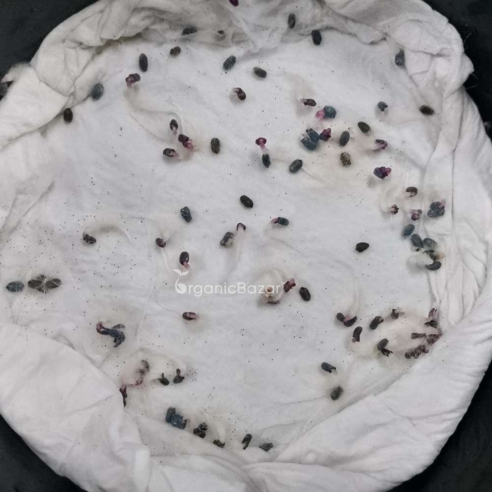 Buy Best Quality Basil Dark Opal Seeds Online - Organicbazar