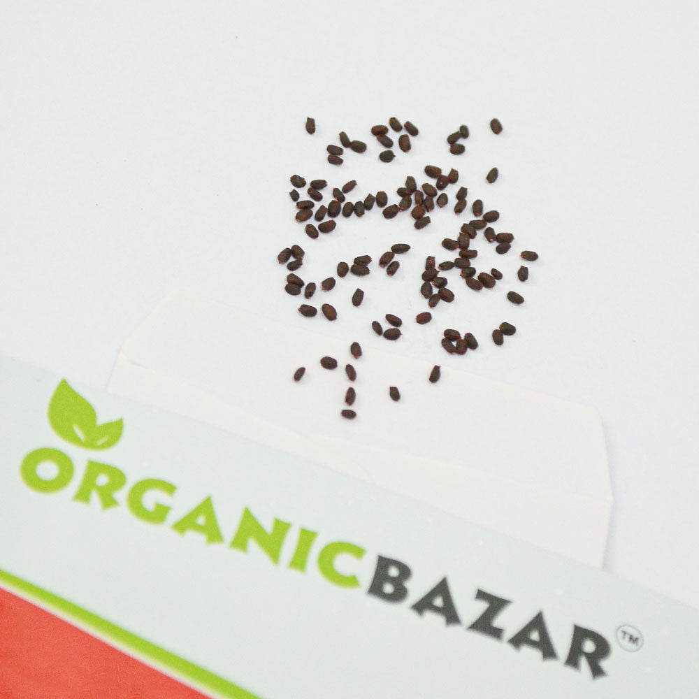 Buy Best Quality Italian Basil Large leaf Seeds Online