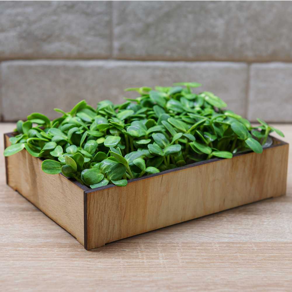Buy The Best Quality Basil Microgreen Seeds online - Organic Bazar