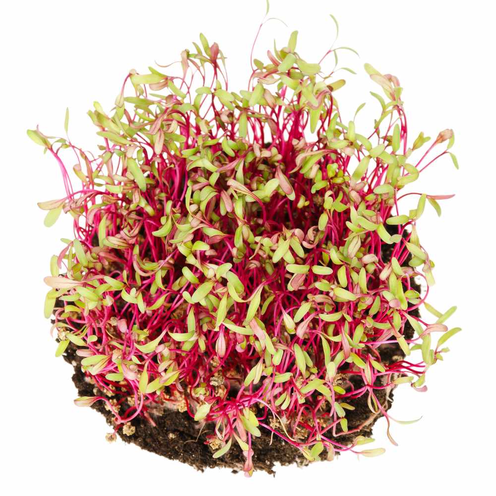 Buy Best Quality Beetroot Microgreen Seeds Online - Organic Bazar ...