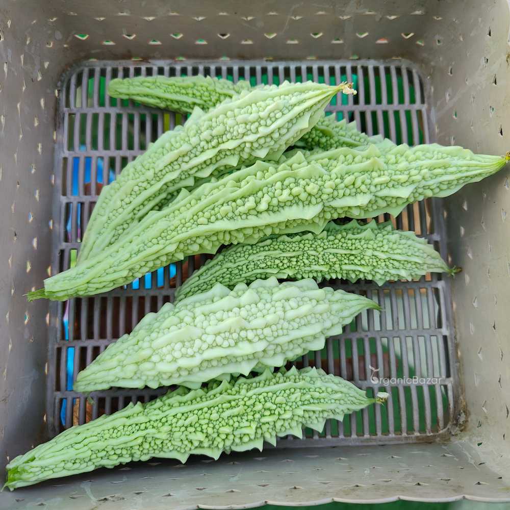 Bitter Gourd F1 White Long Hybrid Seeds - 10 Seeds (White Karela/ सफ़ेद