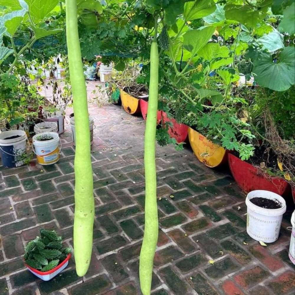 Buy Best Quality Extra Long Bottle Gourd Seeds Online