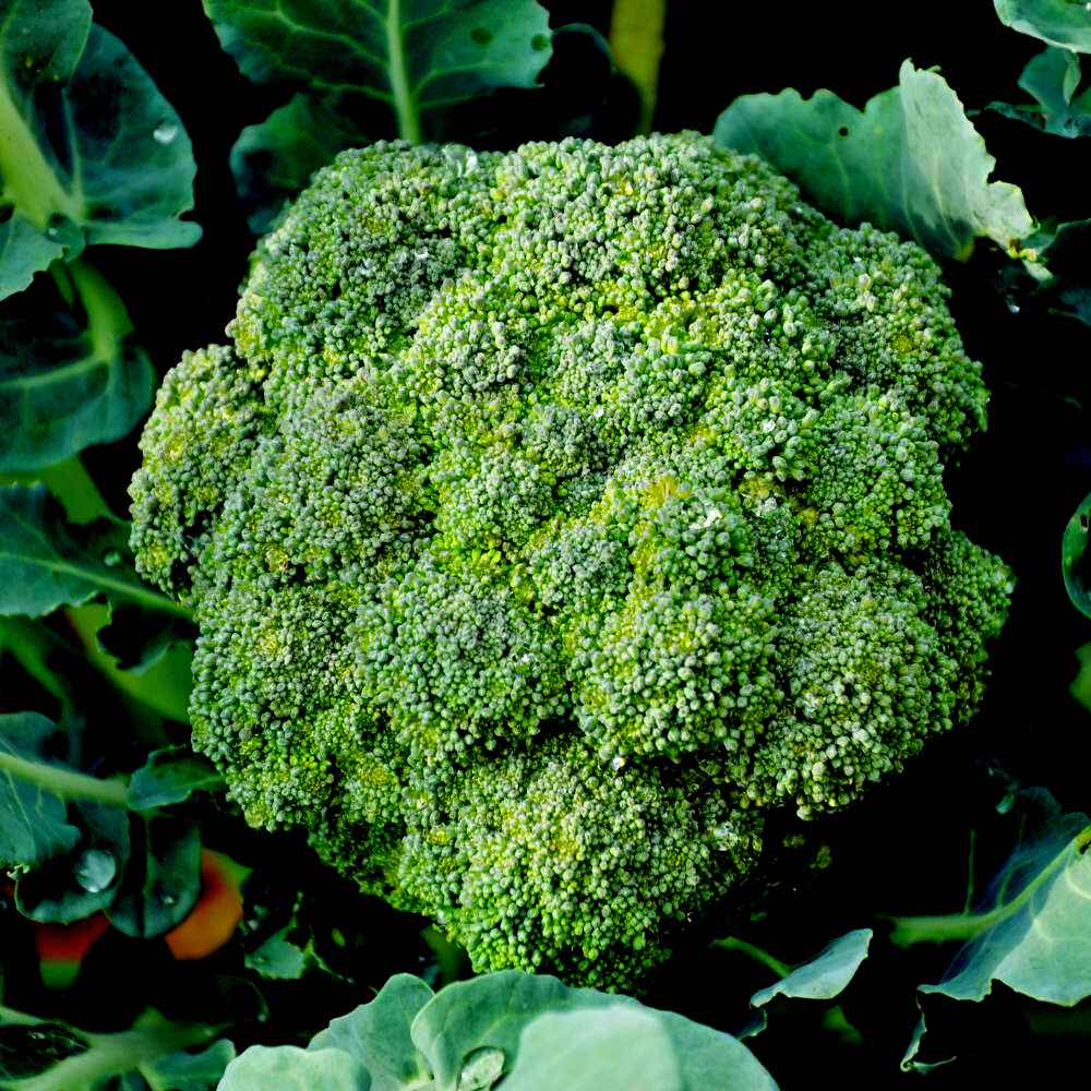 Buy Best Quality Broccoli Dark Green F1 Hybrid Seeds Online - Organicbazar
