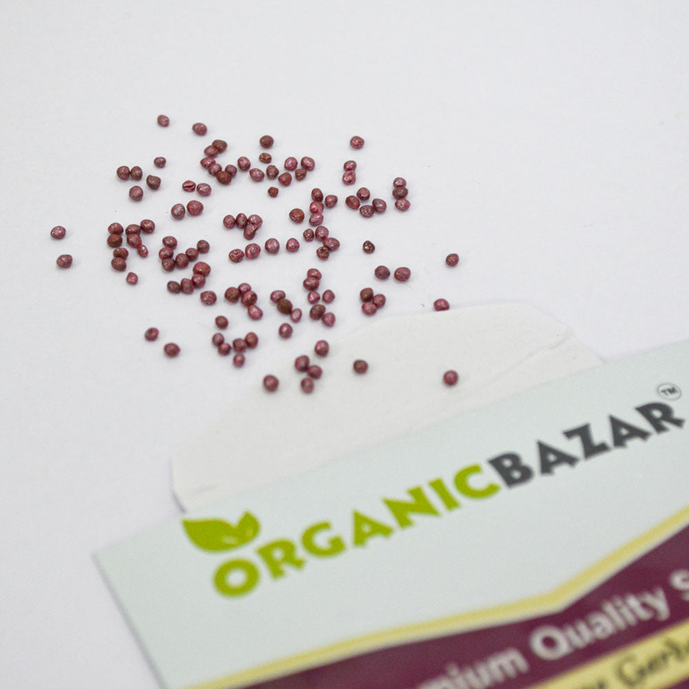 Buy Best Quality Cauliflower Seeds Hybrid Online - Organicbazar