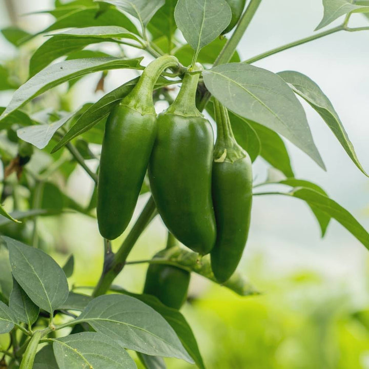 Buy Best Quality Chilli-Pepper Jalapeno M-Bullet Type Seeds
