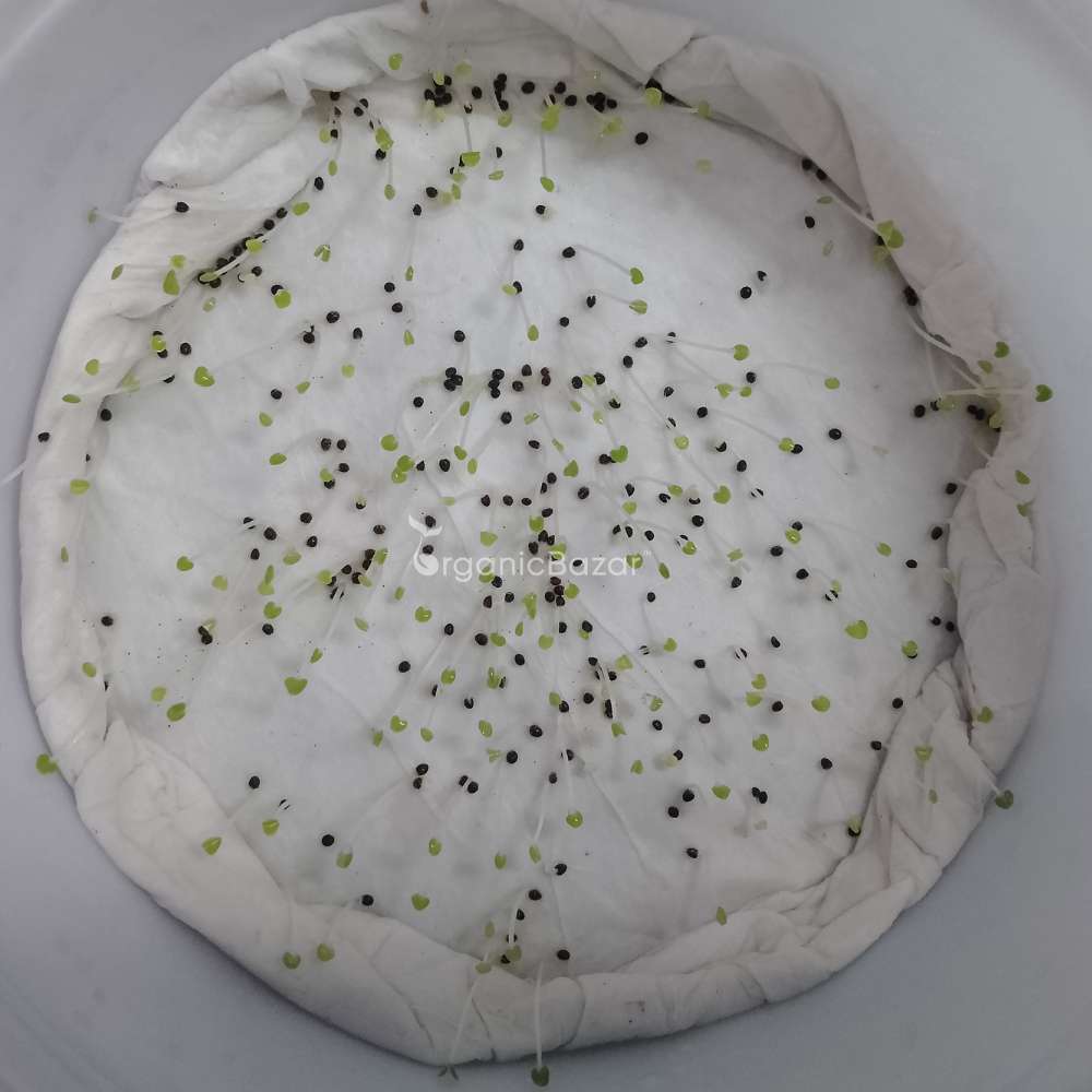 Buy Best Quality Coleus Rainbow Mixed Flower Seeds Online